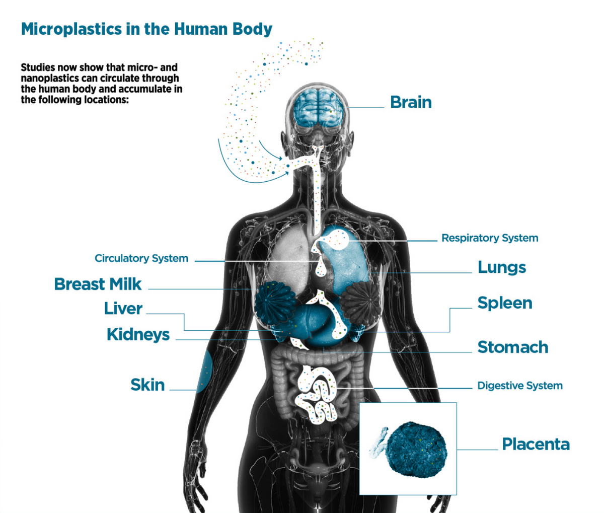 What microplastics do to your body – Tabor Place